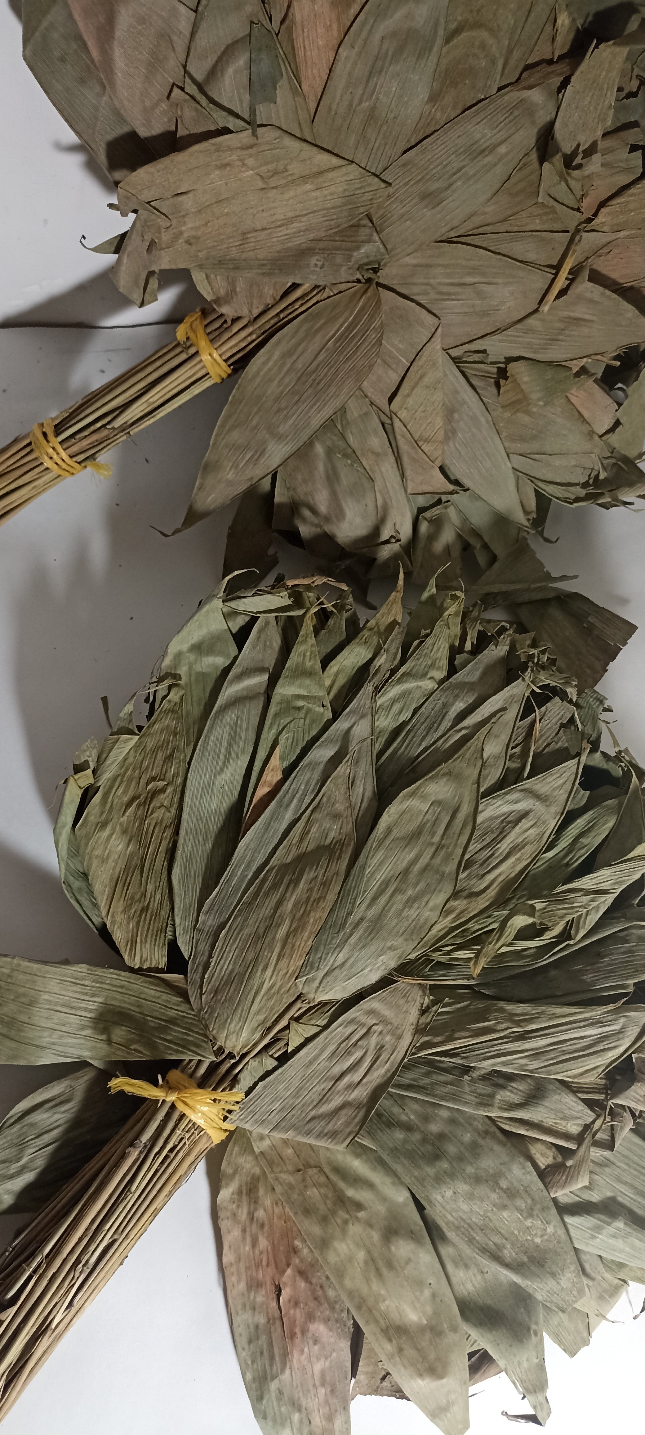 Chakapa – Ahau de la Selva